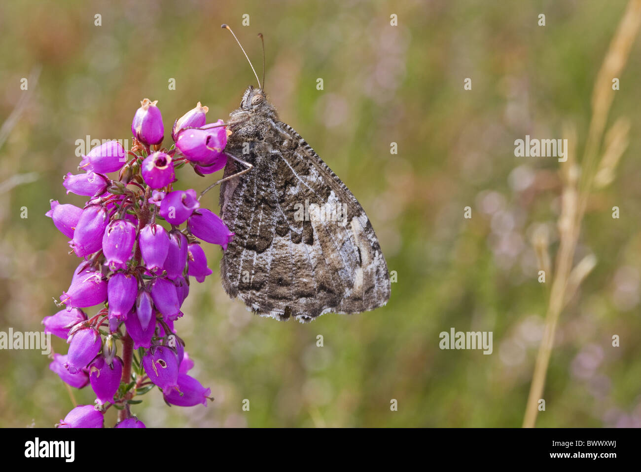 animal animals butterfly butterflies insect insects invertebrate ...