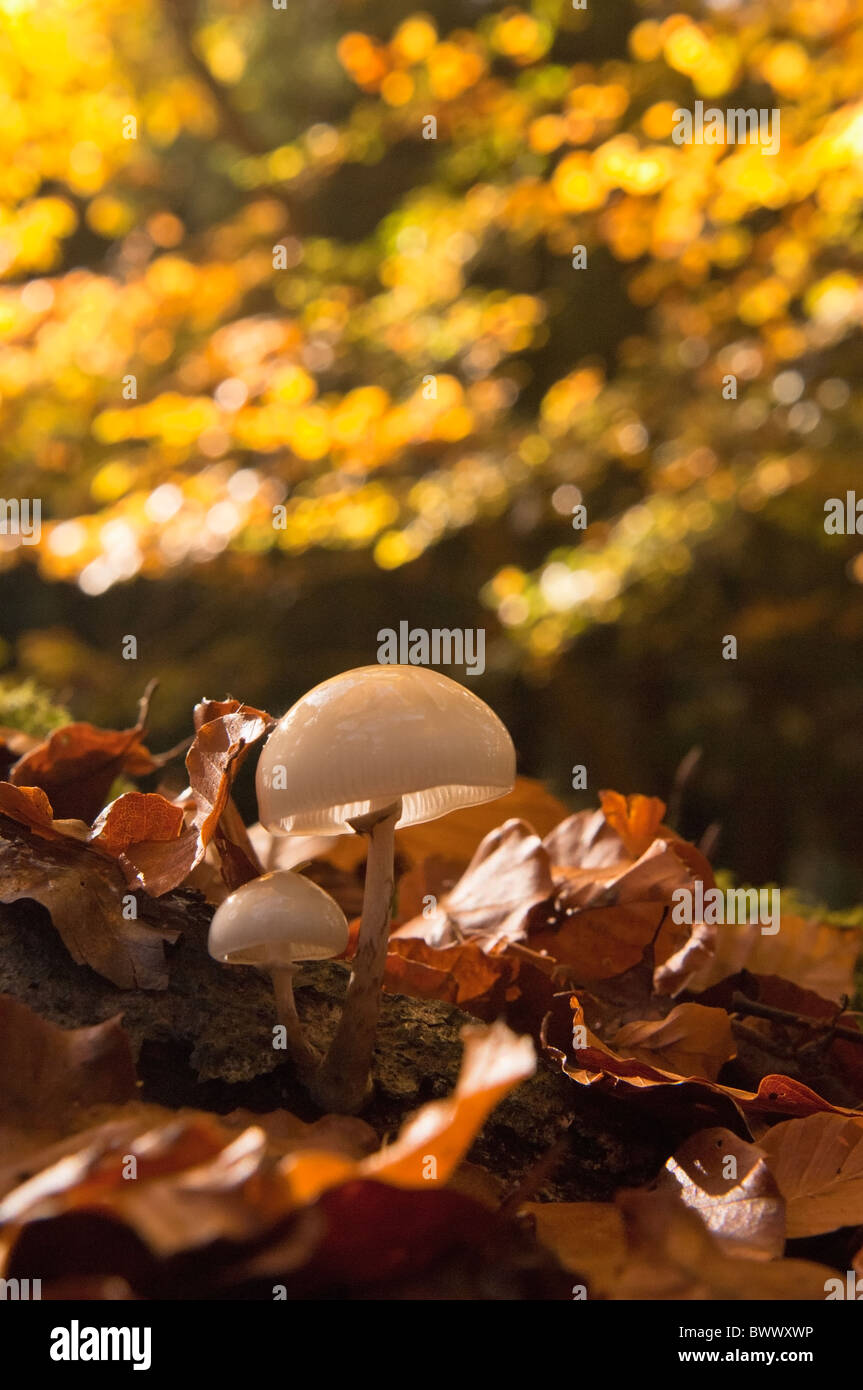 Funghi High Resolution Stock Photography and Images - Alamy