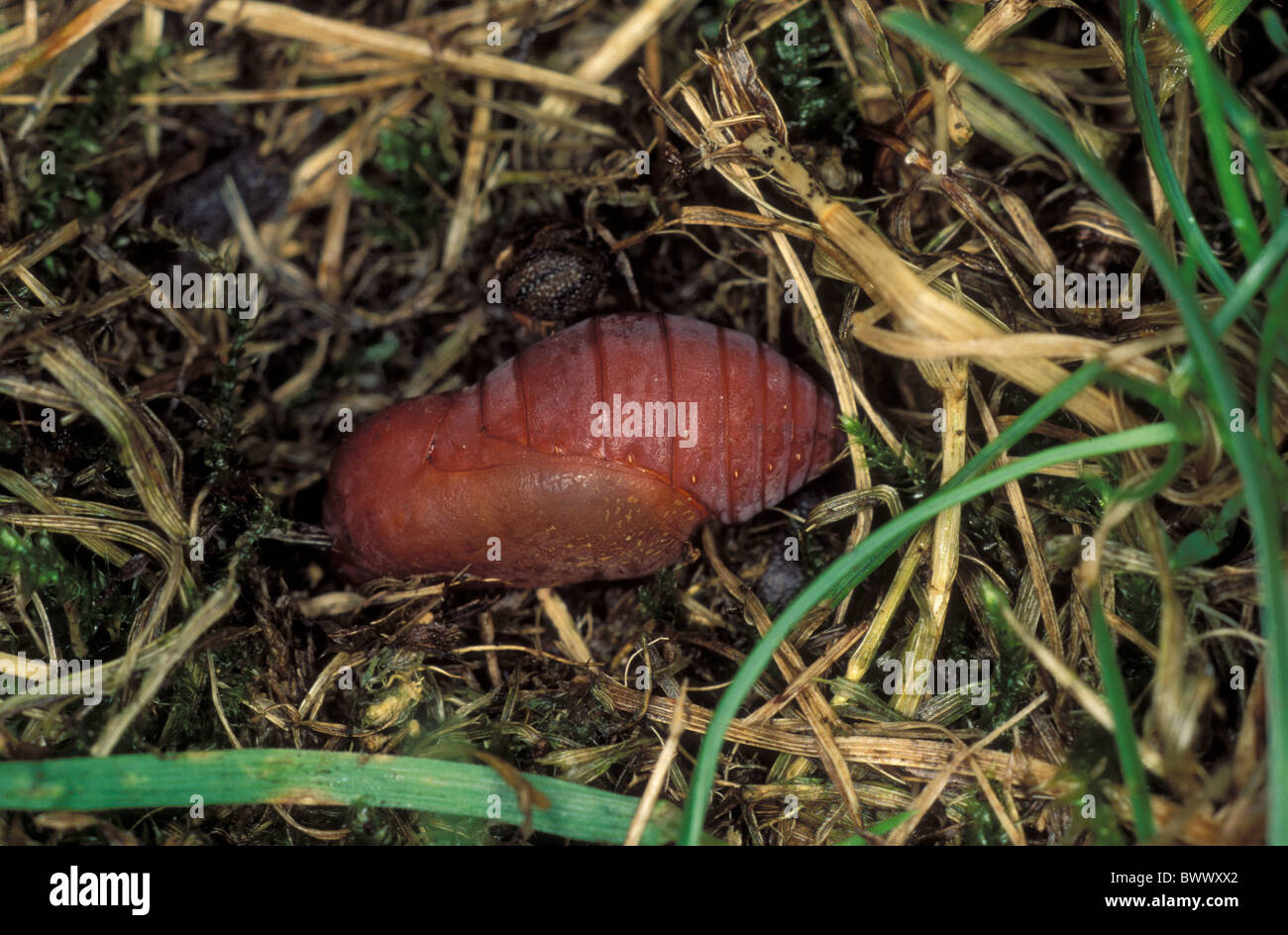 animal animals butterfly butterflies insect insects invertebrate ...