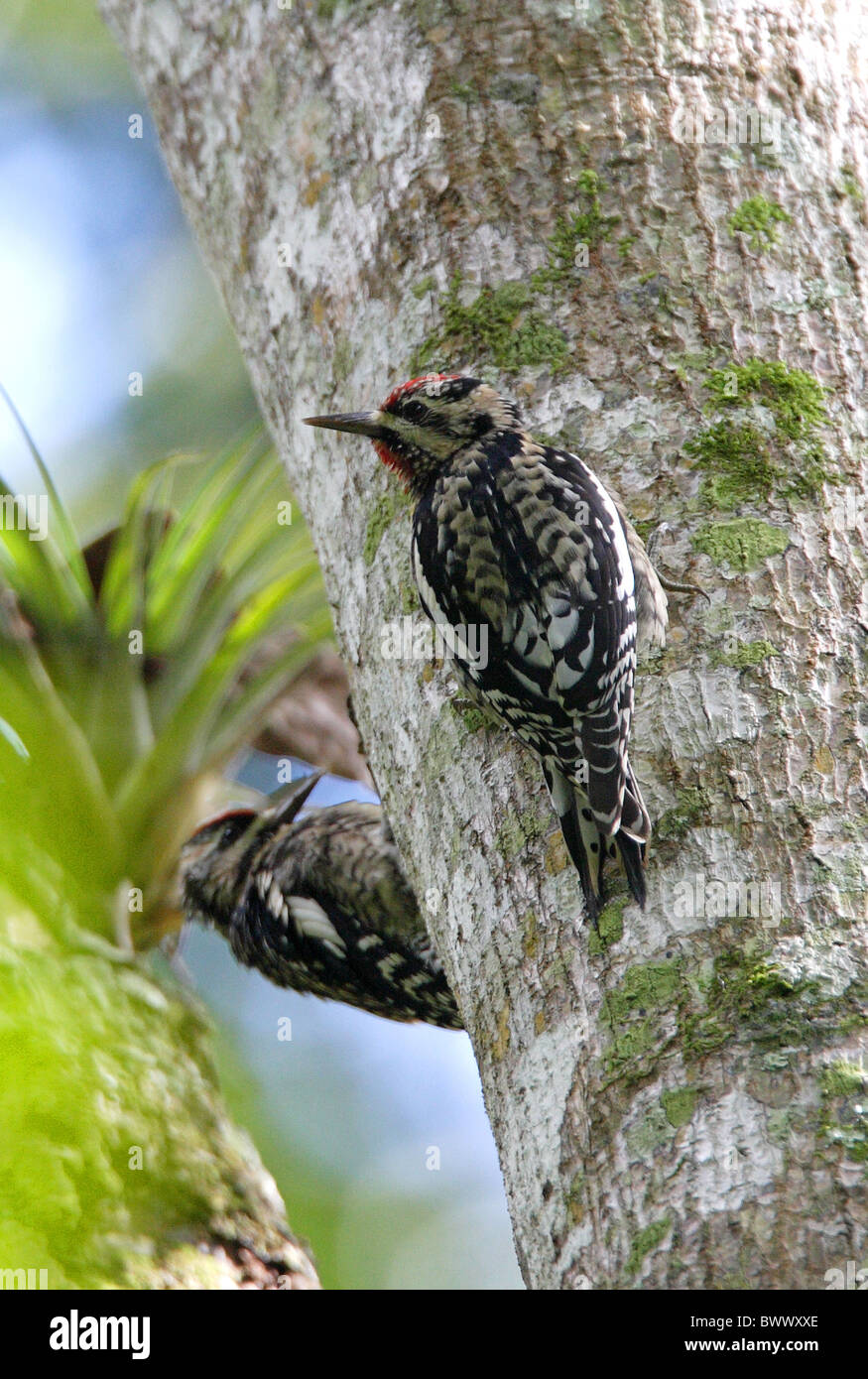 North american tree clinging birds hi-res stock photography and images ...
