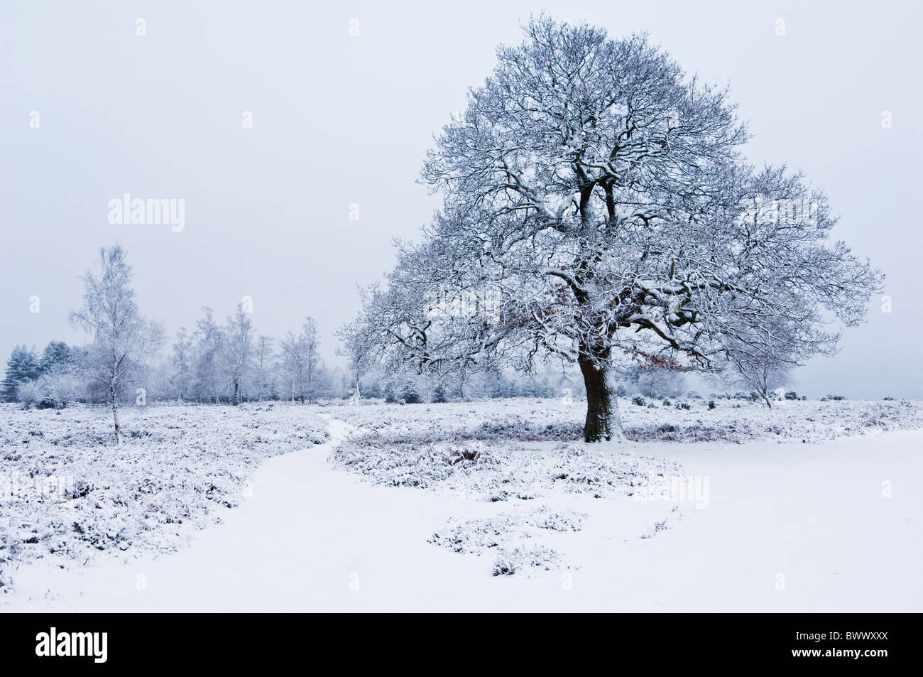 Tree Snow New Forest England