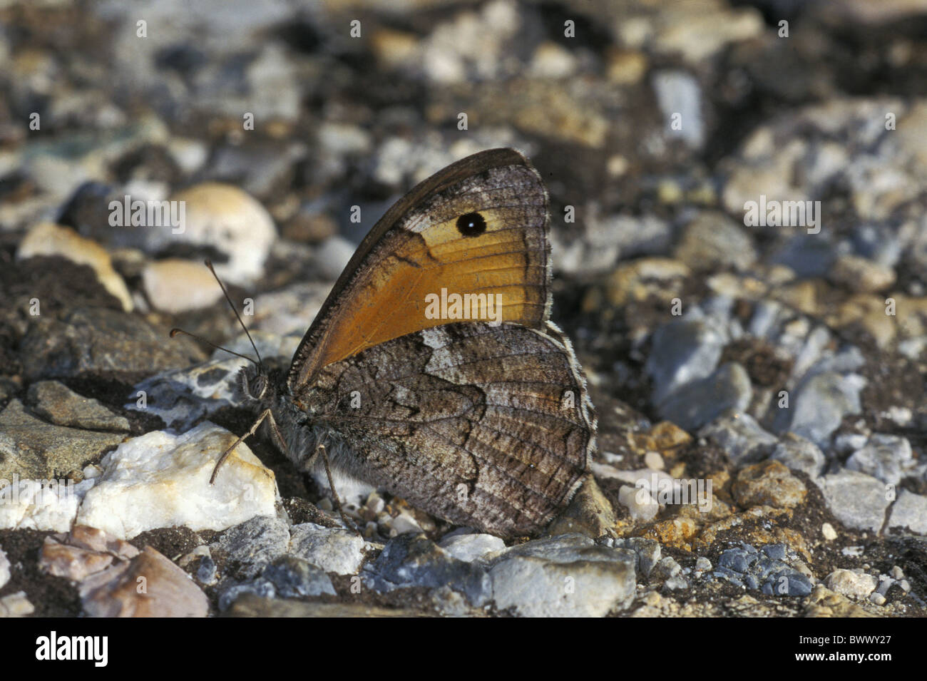 animal animals butterfly butterflies insect insects invertebrate ...