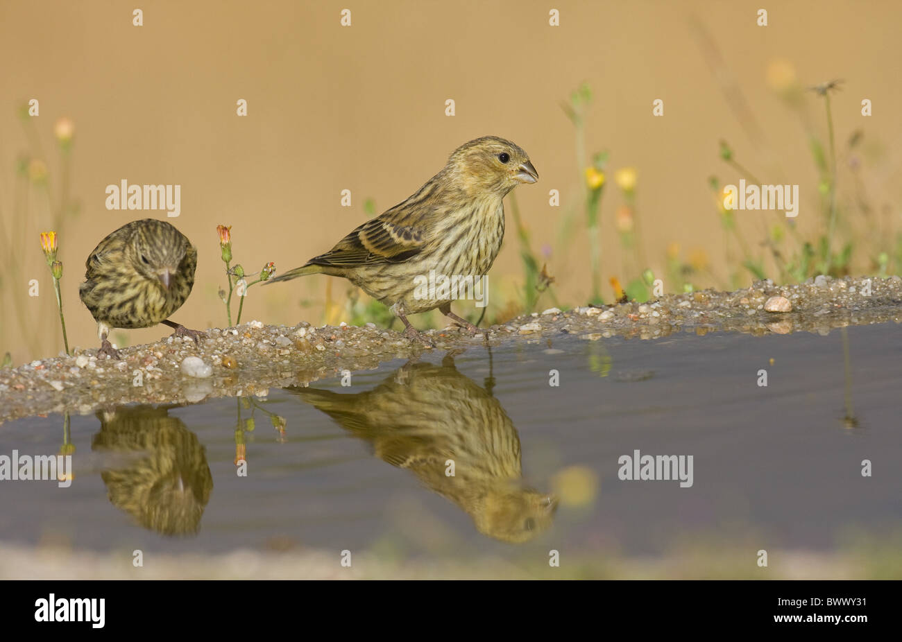 Serins hi-res stock photography and images - Alamy