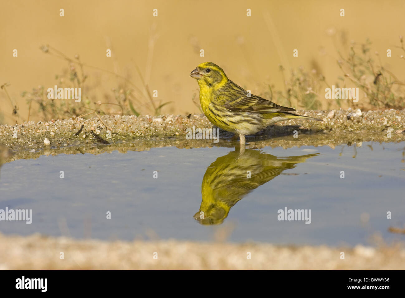 European Serin (Serinus serinus) adult male, drinking at pool, Spain ...