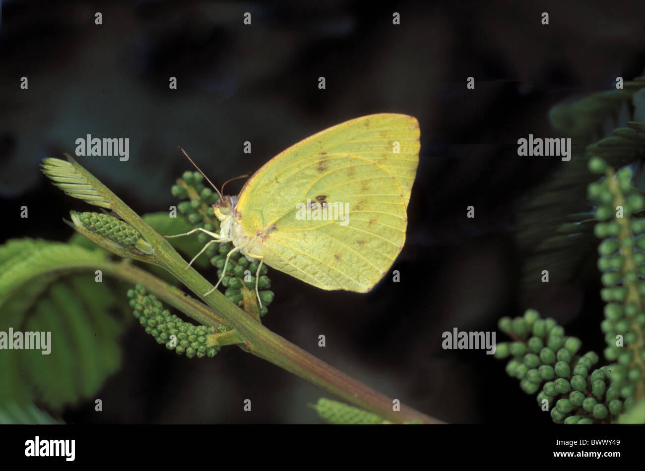 animal animals butterfly butterflies insect insects invertebrate ...