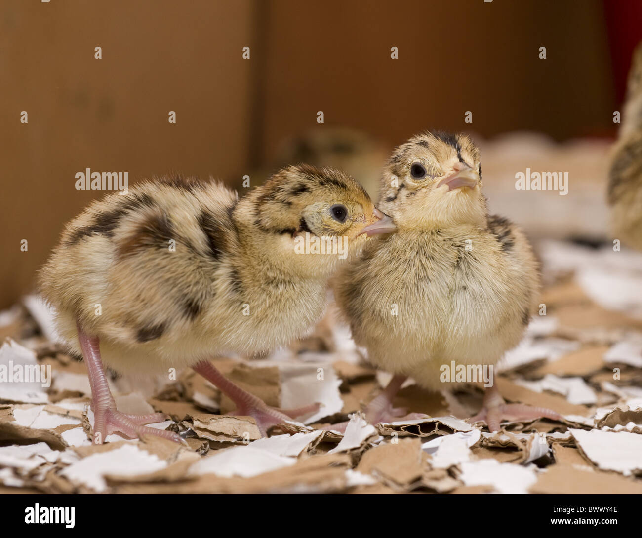 French Common Pheasant chicks day-old. farm farms farming gamebird ...