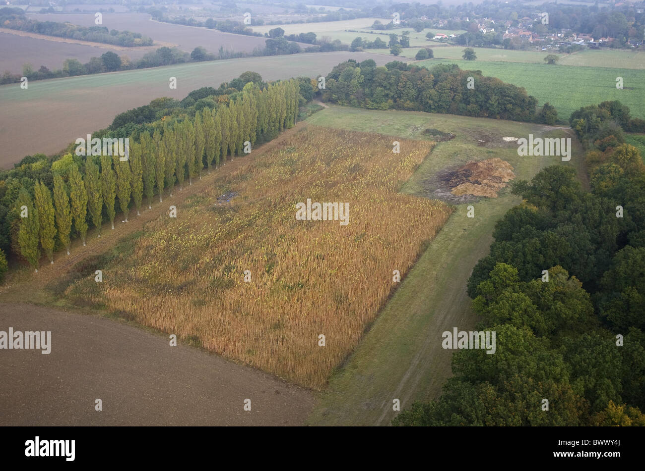 Aerial view maize game cover Lombardy Poplar Stock Photo - Alamy