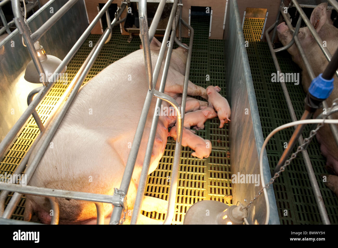 Large White creep farrowing farrowing house lamp piglets pigs farm ...