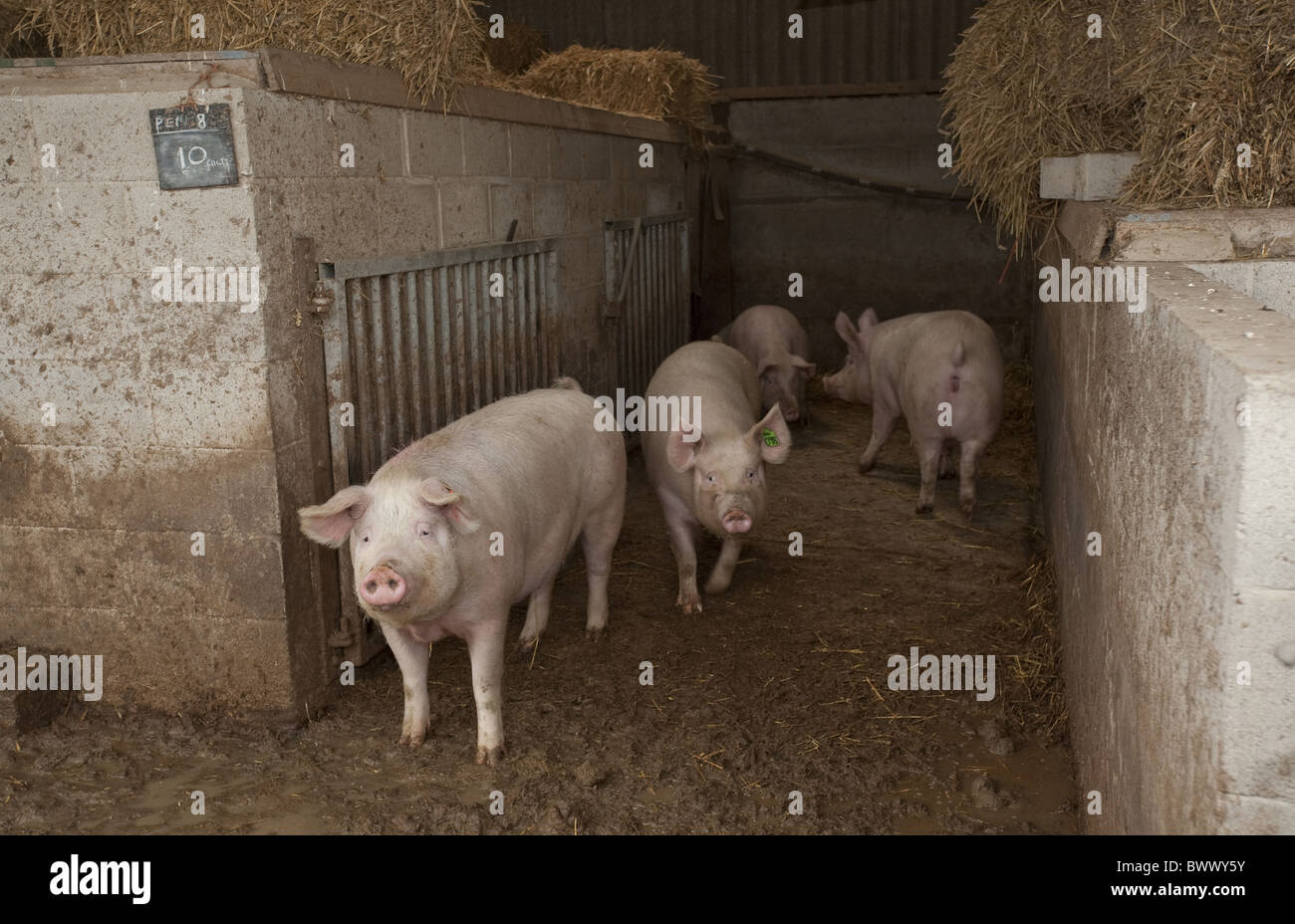 Pig farming, gilts in kennel house, England Stock Photo - Alamy