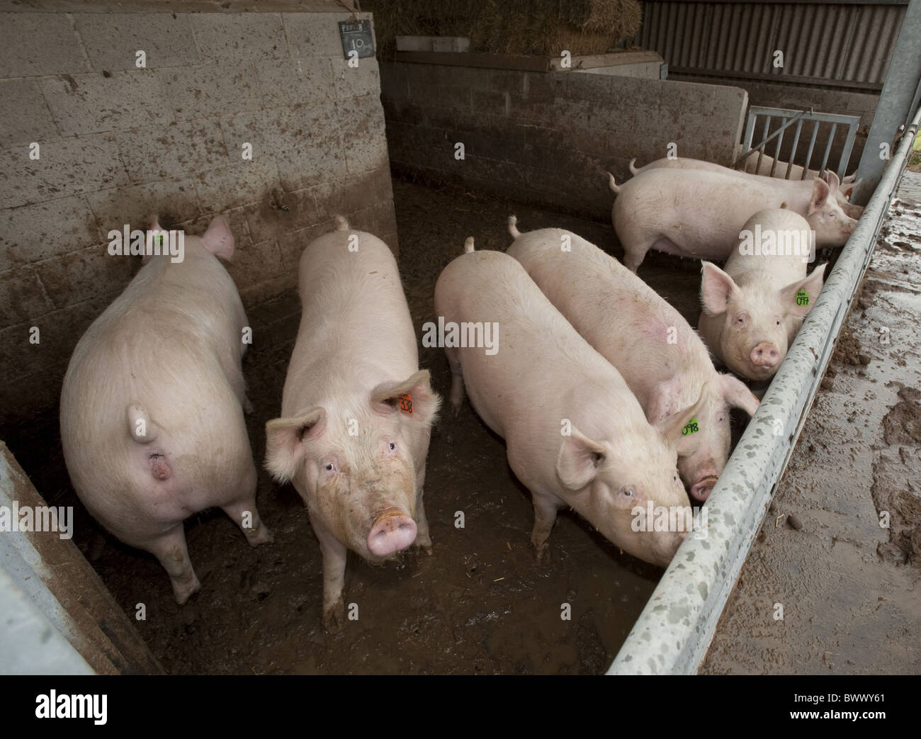 Gilts in kennel house hi-res stock photography and images - Alamy