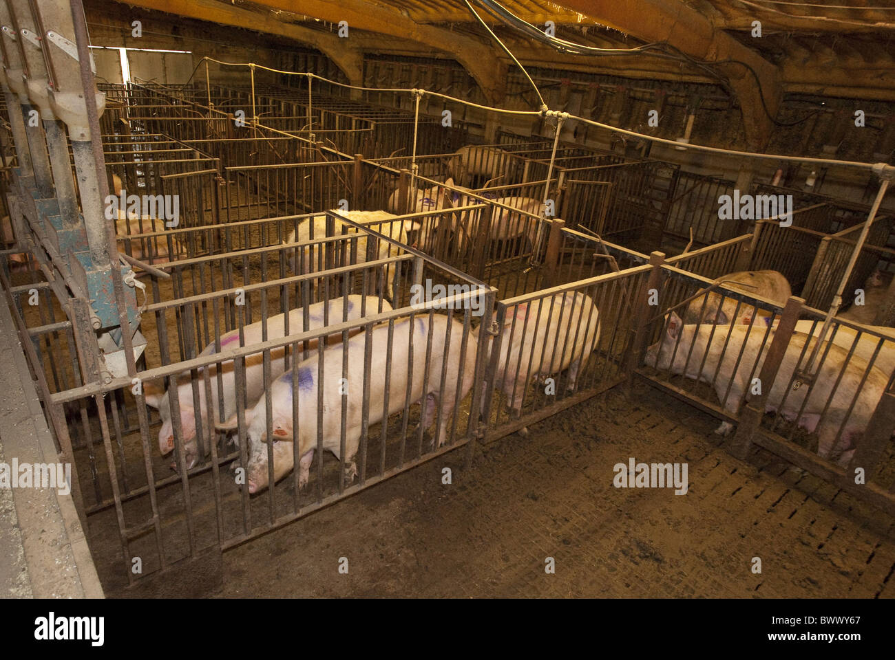 Pig farming sows sow housing with concrete floor Stock Photo - Alamy