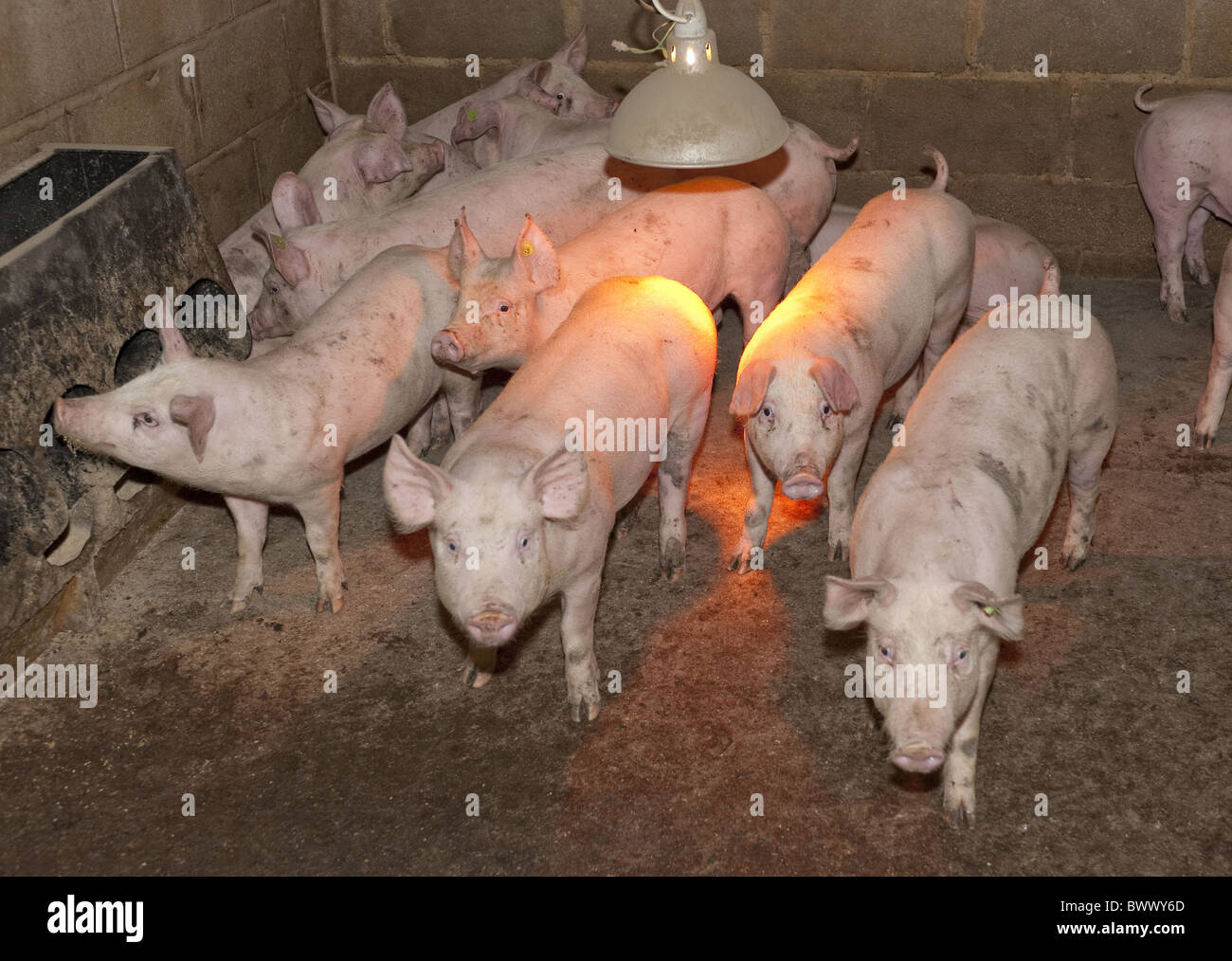 feeder piglets weaners pigs slatts farm farms farming pig pigs hog hogs ...