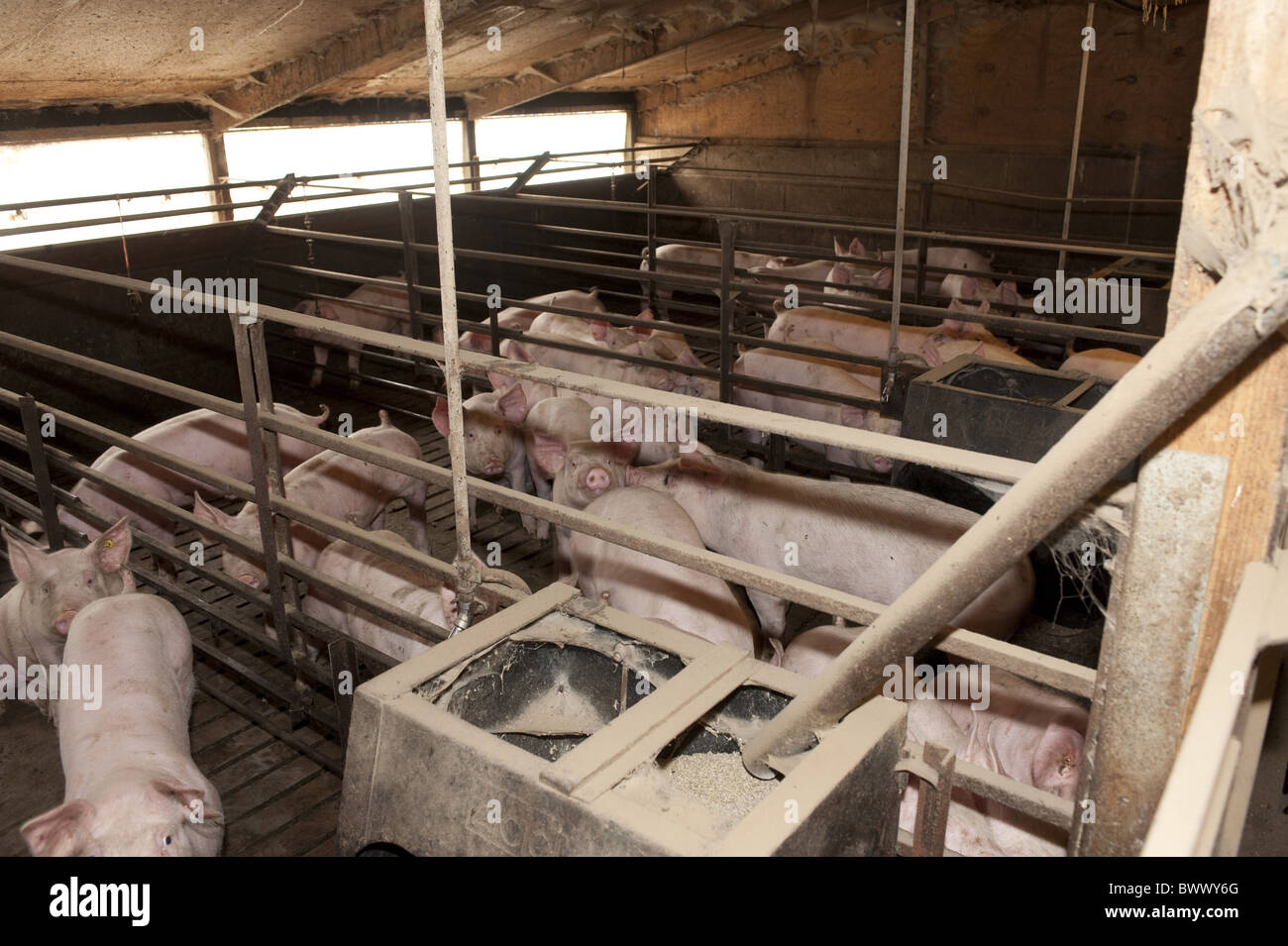 Feeder hogs hi-res stock photography and images - Alamy