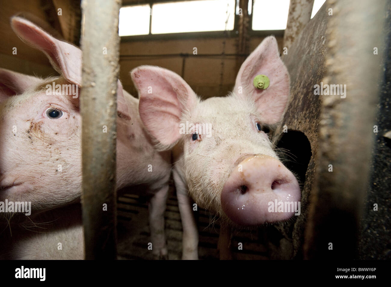 feeder growers piglets pigs slatts farm farms farming pig pigs hog hogs ...