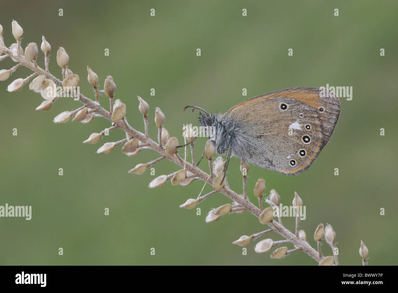 Chestnut heath butterfly hi-res stock photography and images - Alamy
