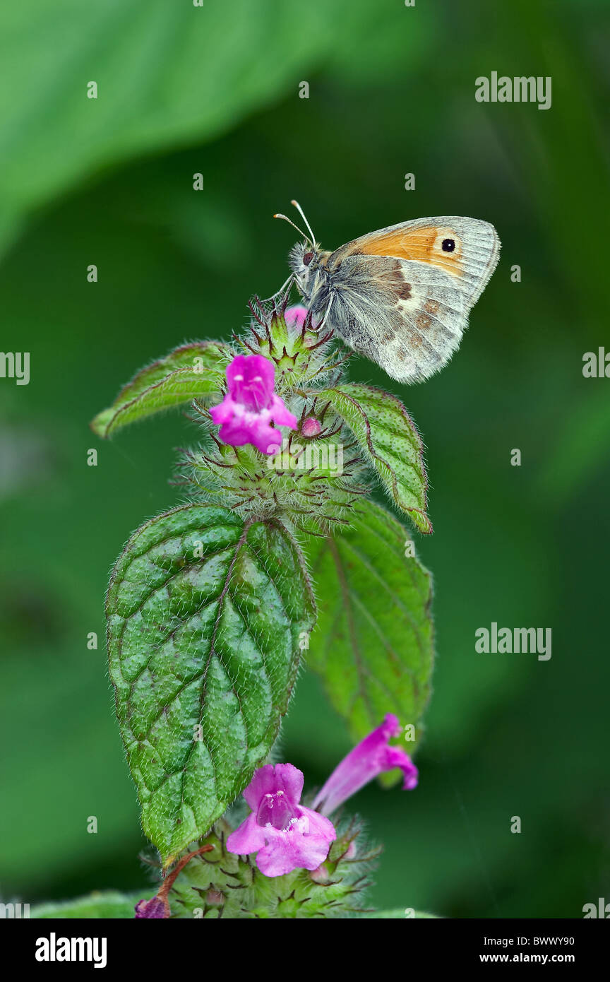 animal animals butterfly butterflies insect insects invertebrate ...