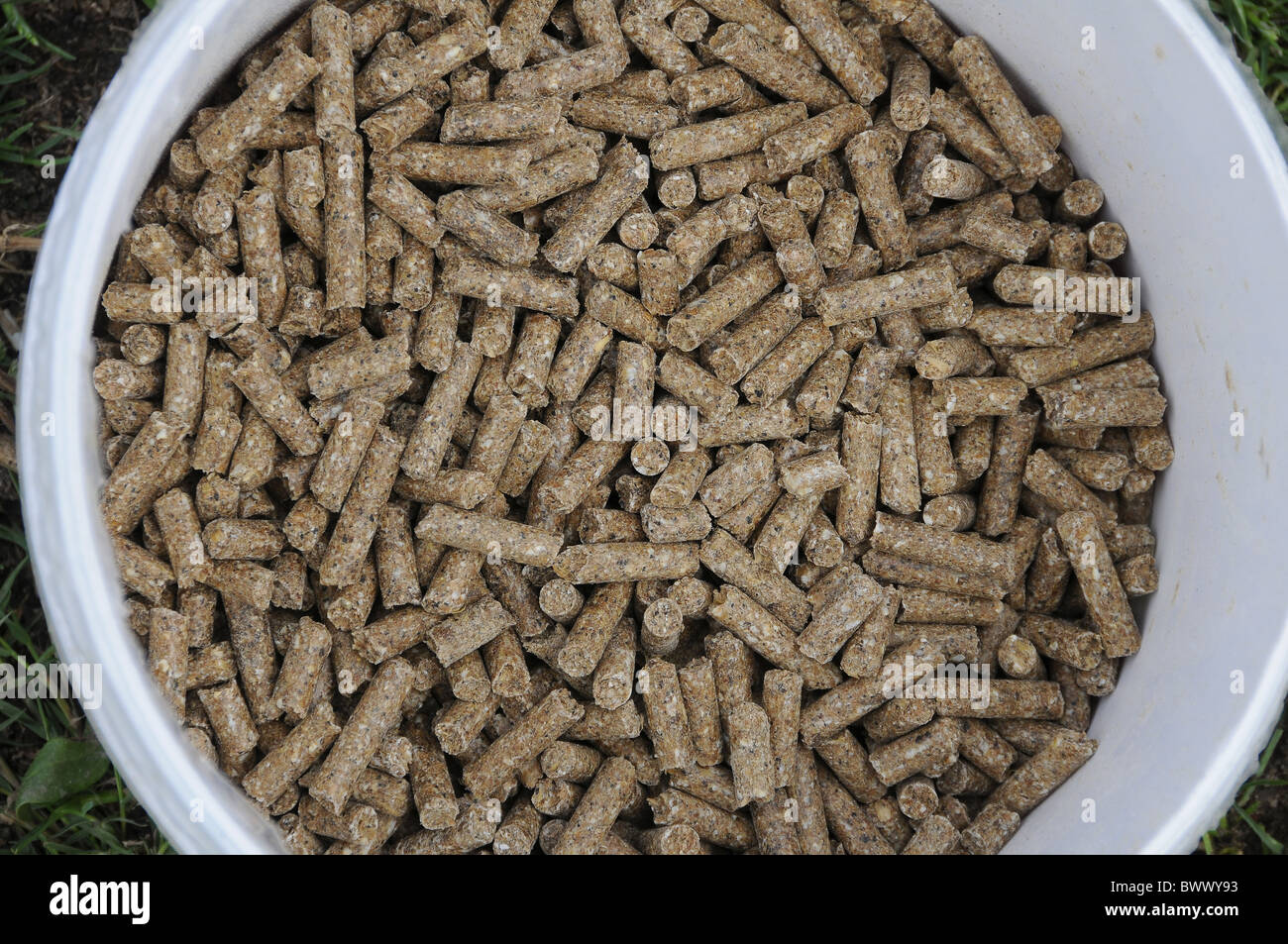 Pigs farming feed hi-res stock photography and images - Alamy