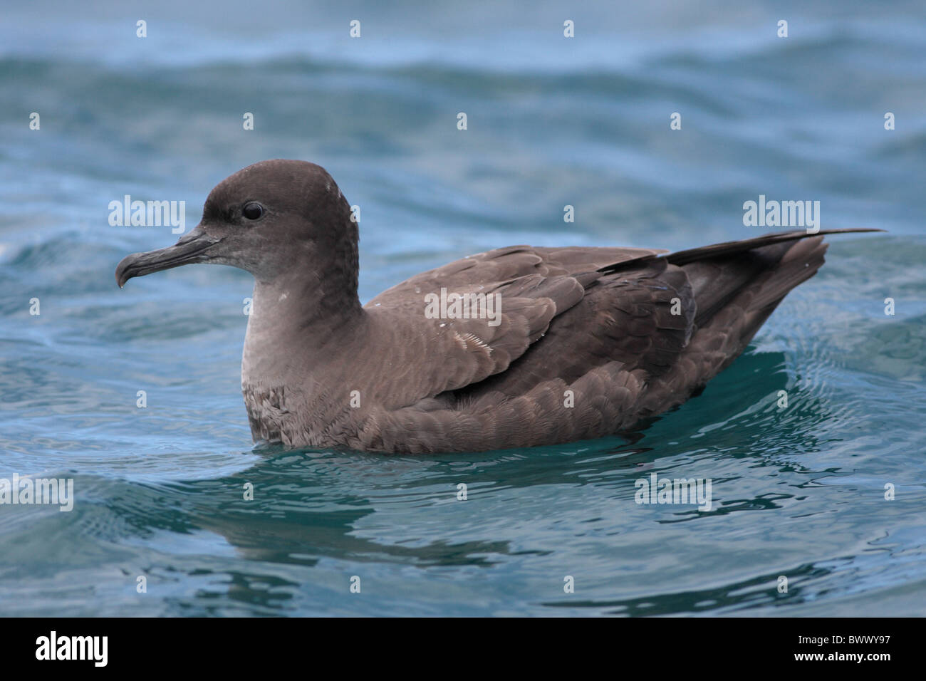 Muttonbird new zealand High Resolution Stock Photography and Images - Alamy