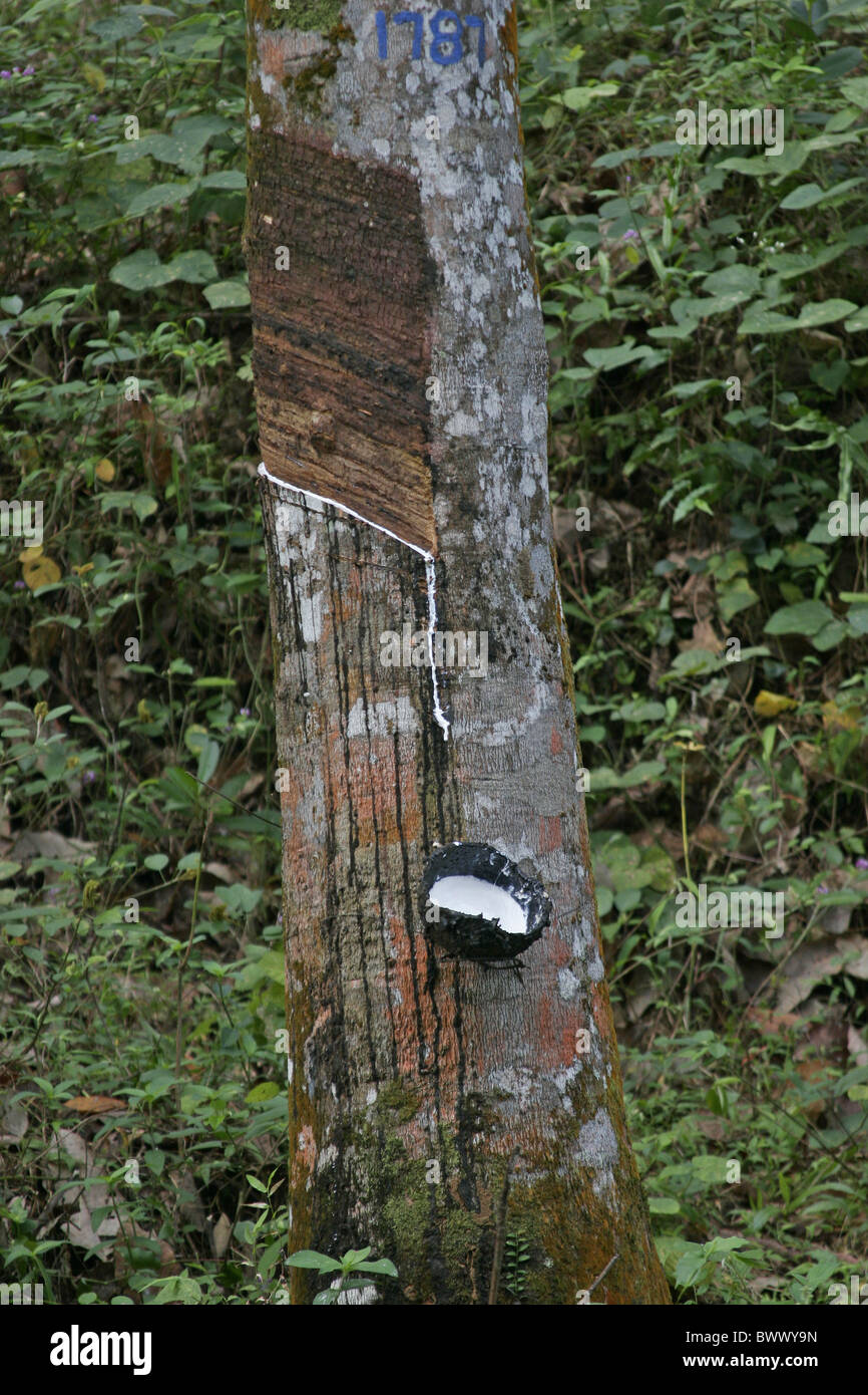 Rubber Tree Hevea brasiliensis crop trunk tapped Stock Photo - Alamy