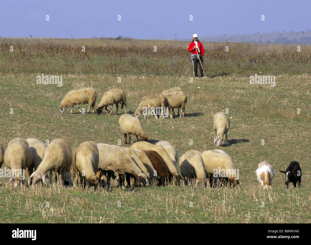 Sheep farming shepherd watching sheep goats Stock Photo - Alamy