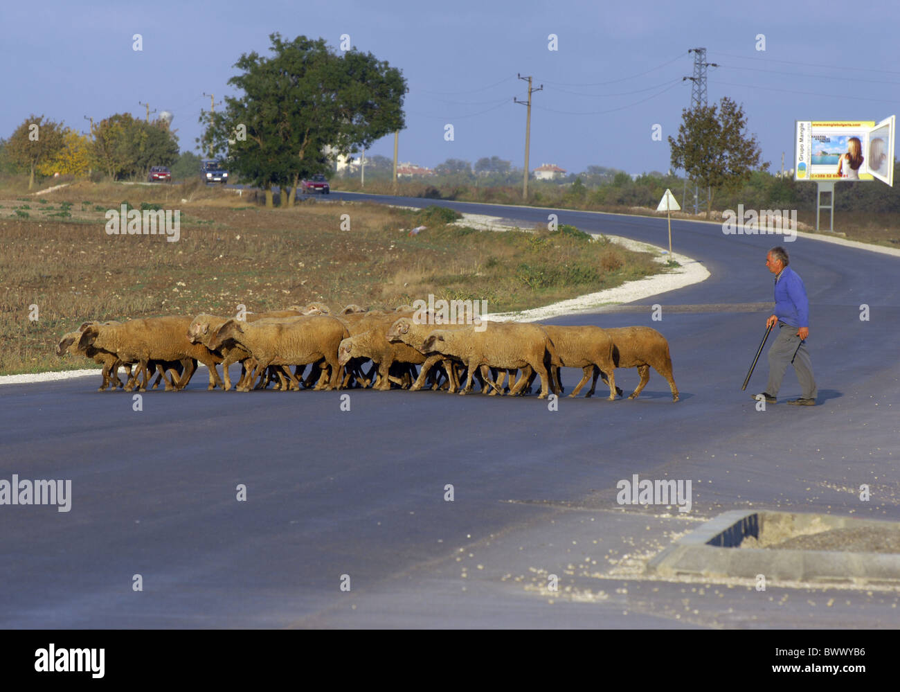 Sheep farming shepherd moving sheep flock across Stock Photo - Alamy