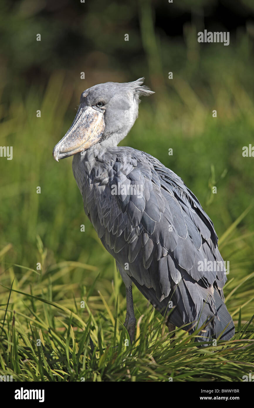 Shoebill (Balaeniceps rex) adult, standing Stock Photo - Alamy