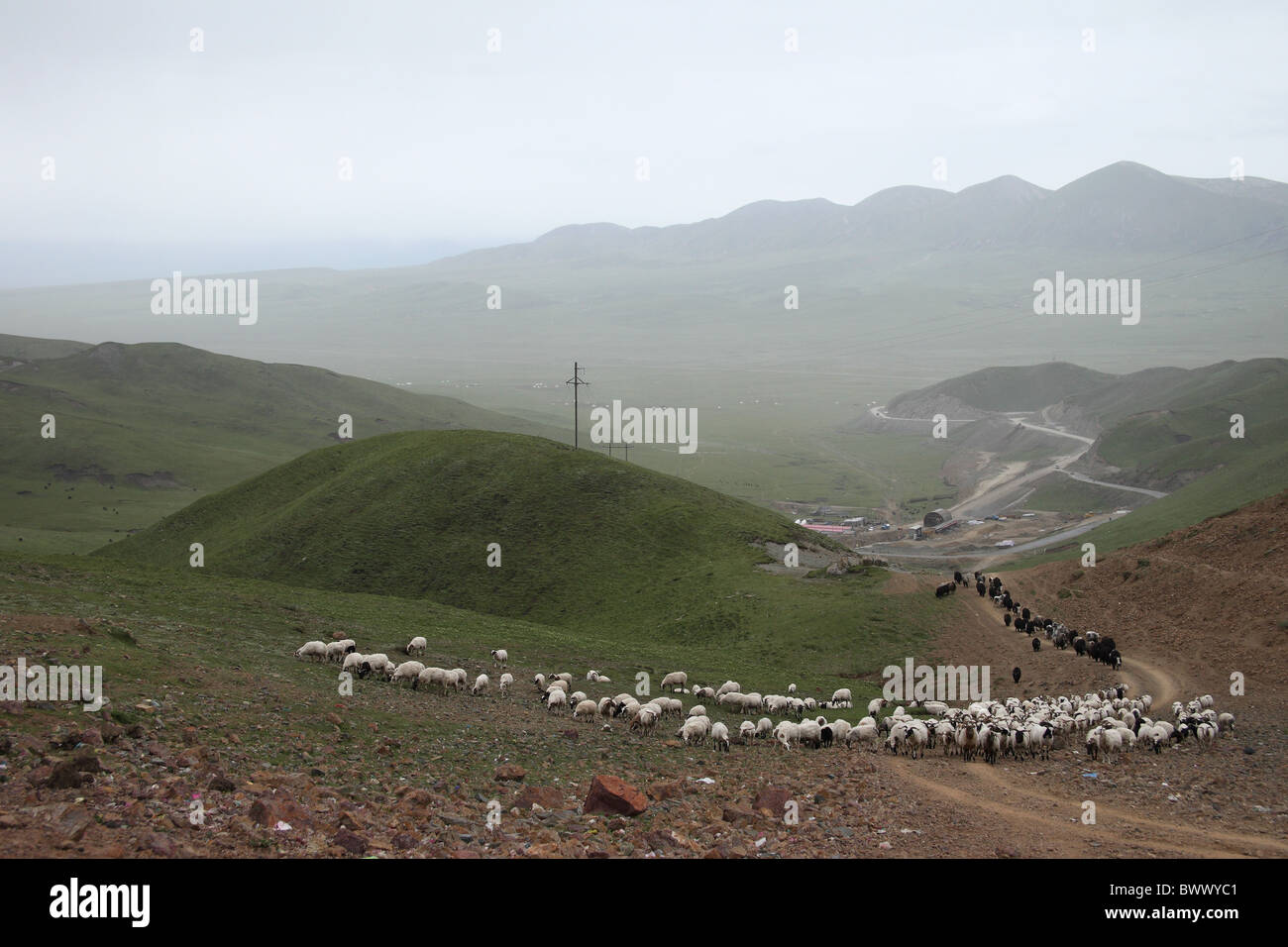 Overgrazing By Sheep High Resolution Stock Photography and Images - Alamy