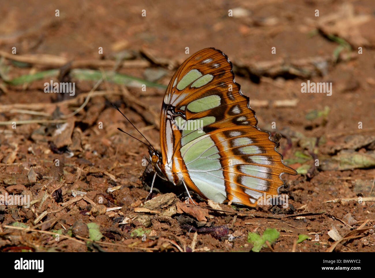 animal animals butterfly butterflies insect insects invertebrate ...