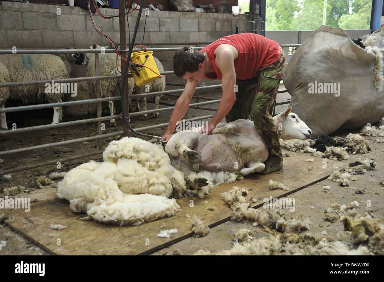 Texel Ram Stock Photos & Texel Ram Stock Images - Alamy