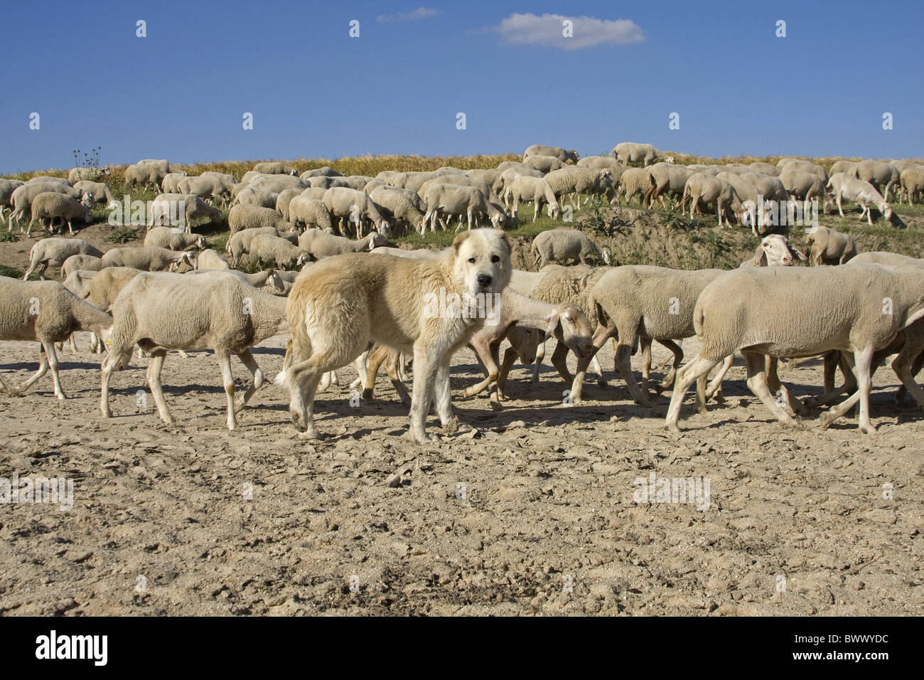 Sheep flock with livestock guardian dog dry river Stock Photo - Alamy