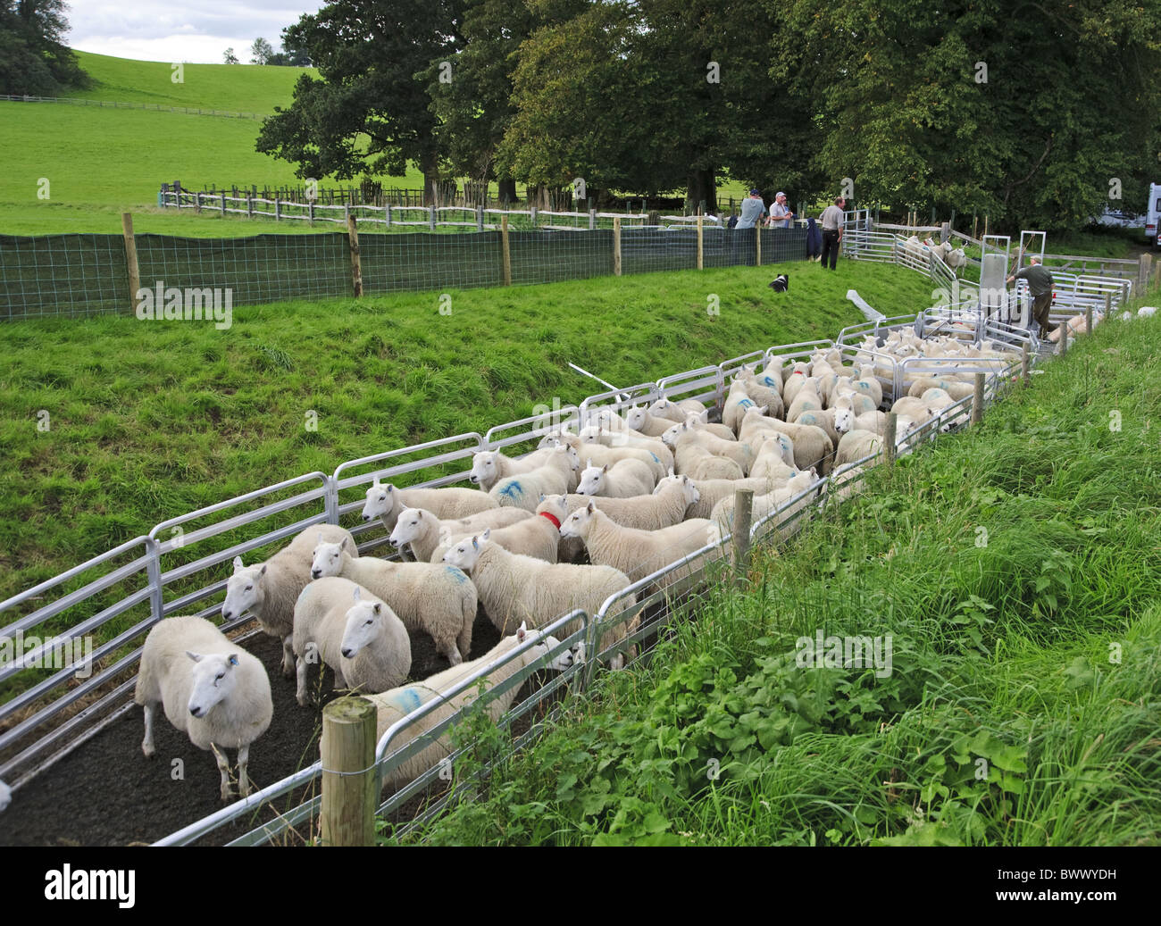 Sheep farming shepherds with flock handling Stock Photo - Alamy