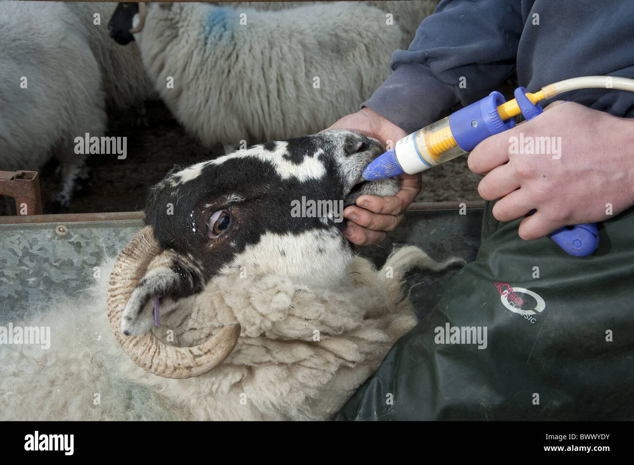 Sheep farming shepherd worming ewe close-up Stock Photo - Alamy