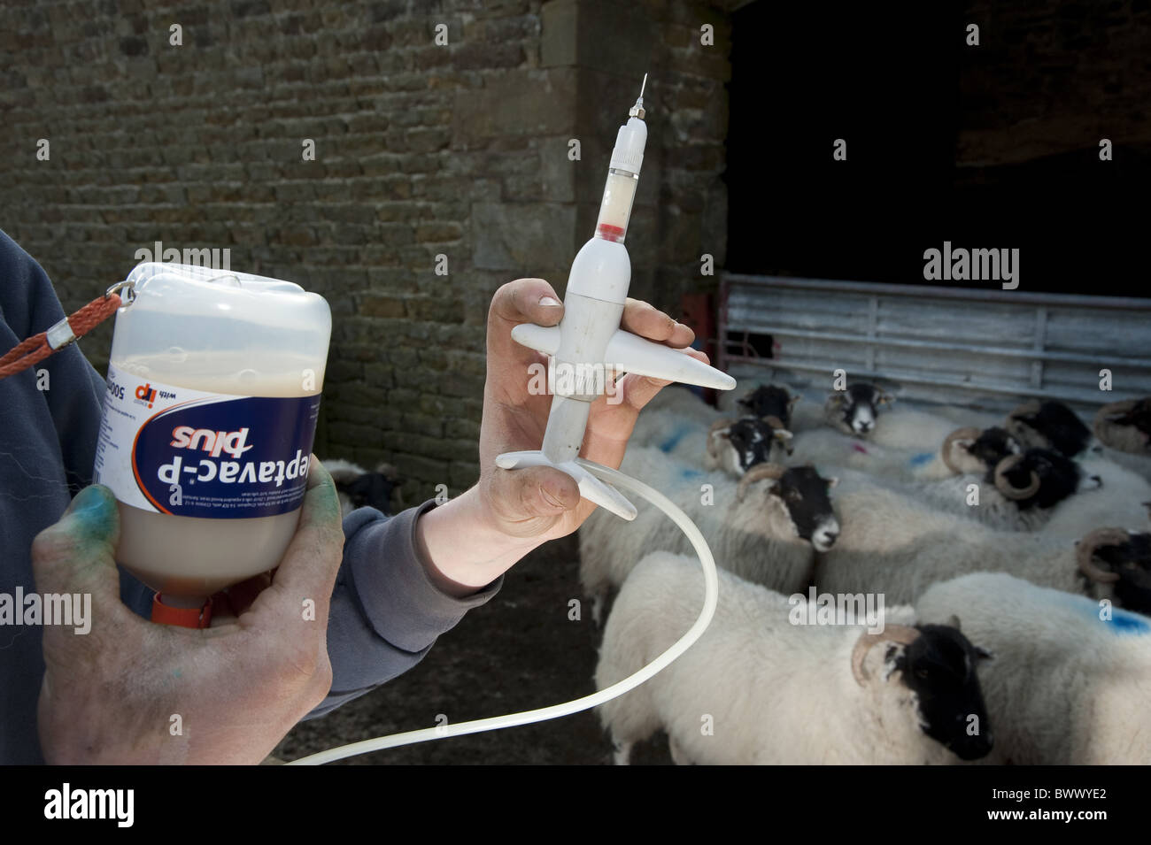 sheep dosing Heptavac P ewe close-up worming farm farms farming sheep ...