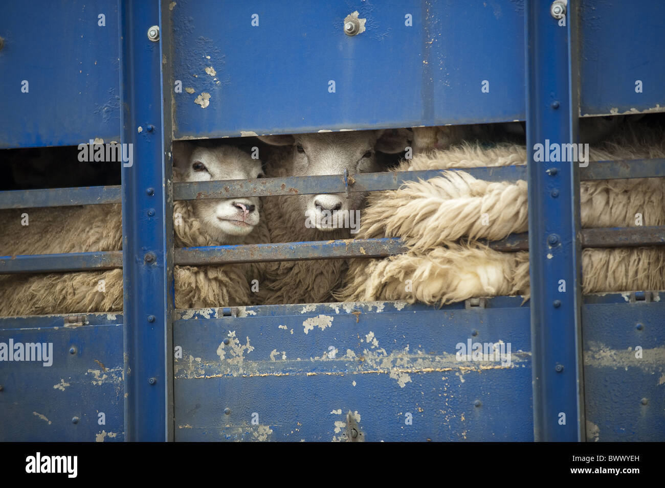 sheep lambs market livestock lorry transport farm farms farming sheep ...