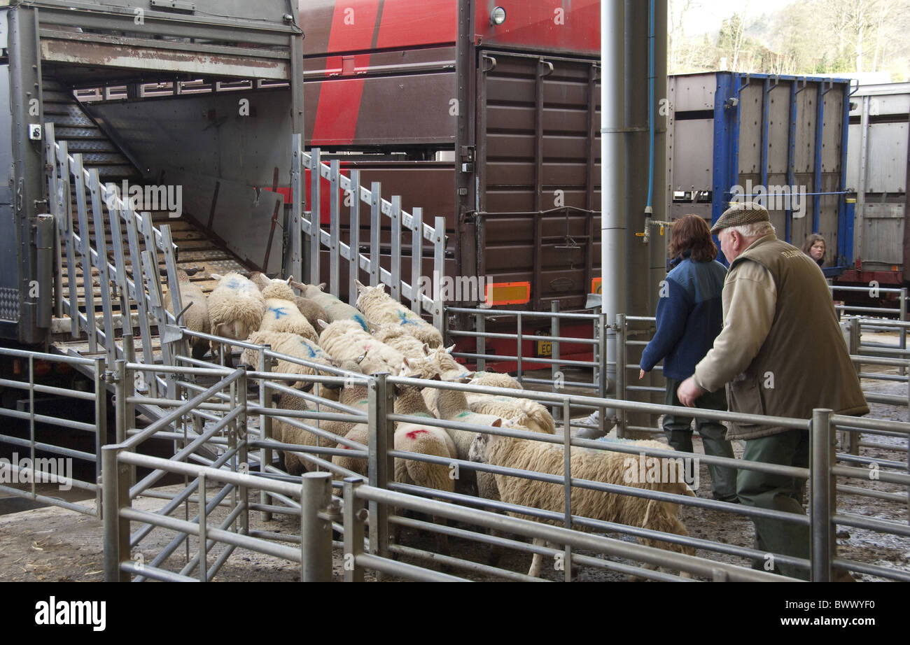Sheep farming loading lambs hi-res stock photography and images - Alamy