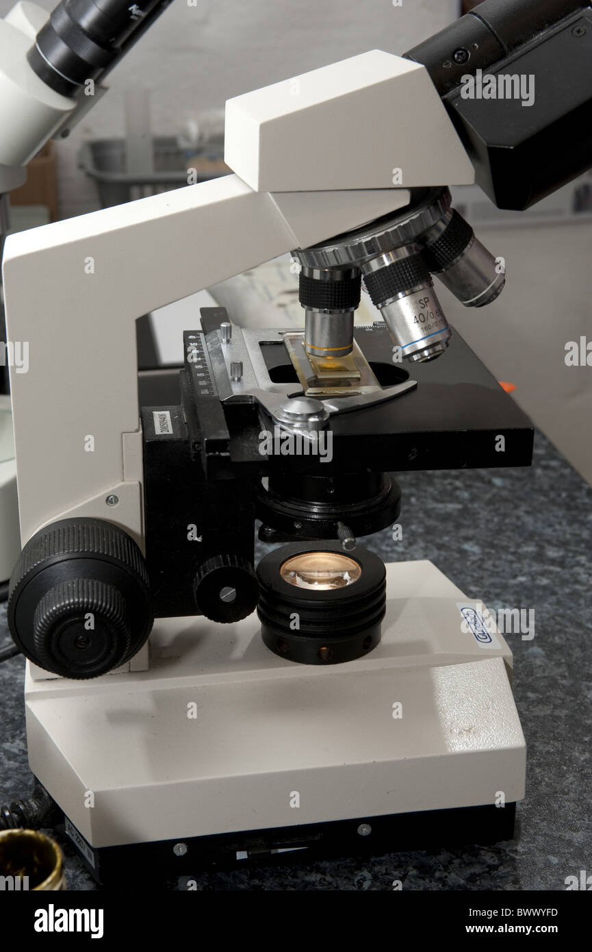 Carrying out fecal egg count in sheep faeces, to check level of ...