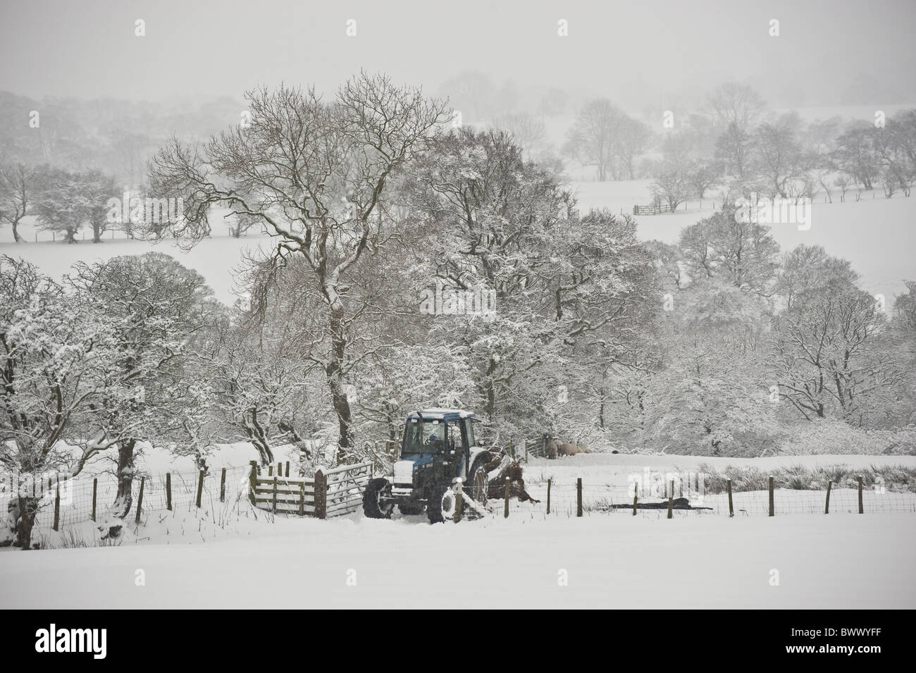 Feeding sheep winter fodder hi-res stock photography and images - Alamy