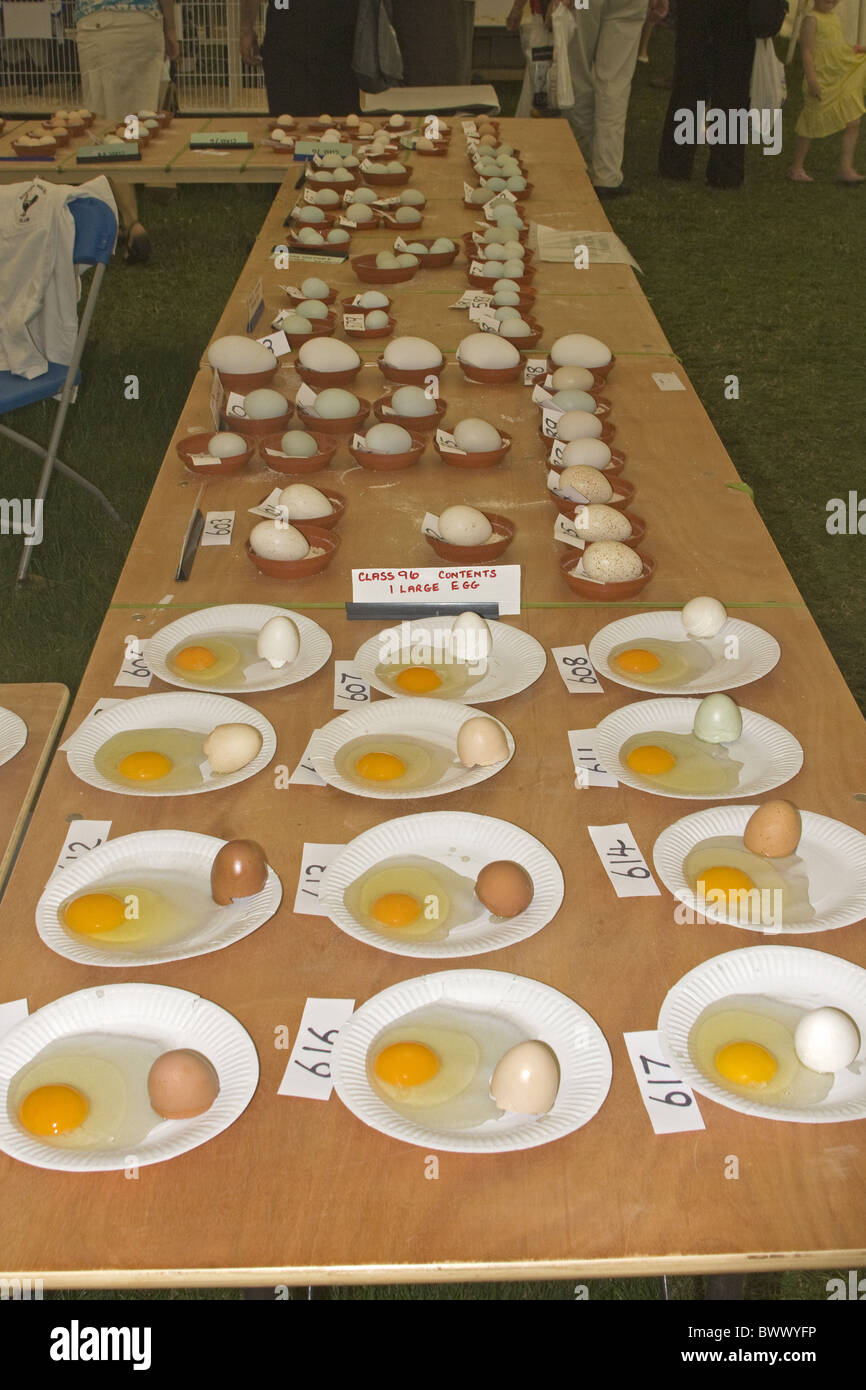 Agricultural show poultry eggs for judging bench Stock Photo - Alamy