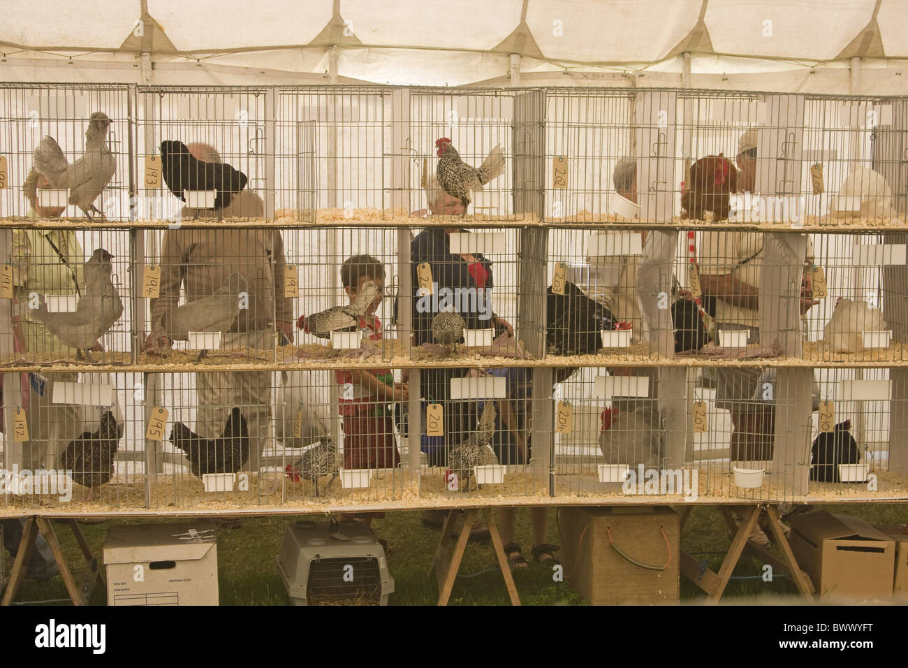 Show chickens hi-res stock photography and images - Alamy