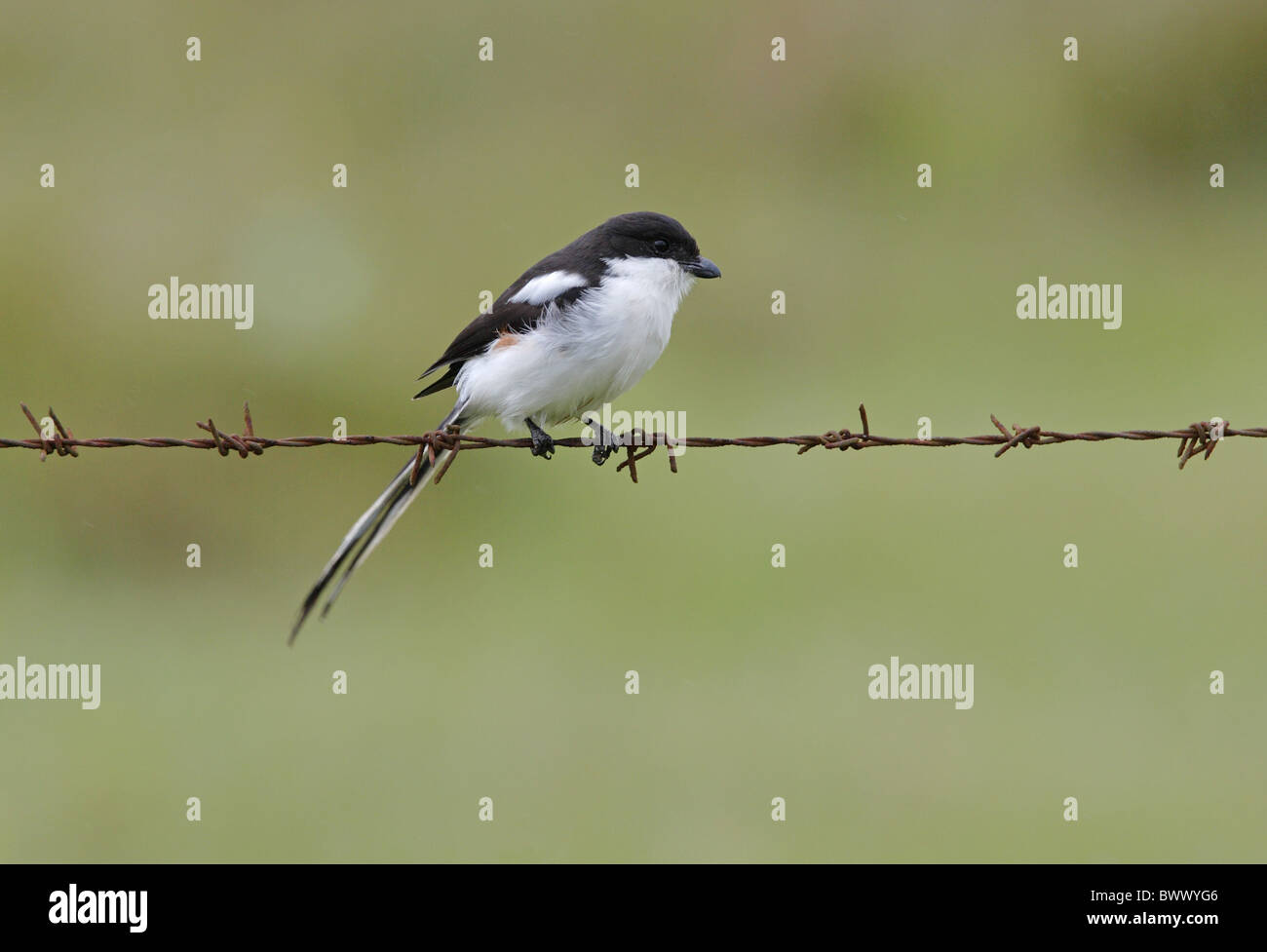 Common Fiscal (Lanius collaris humeralis) adult female, perched on ...