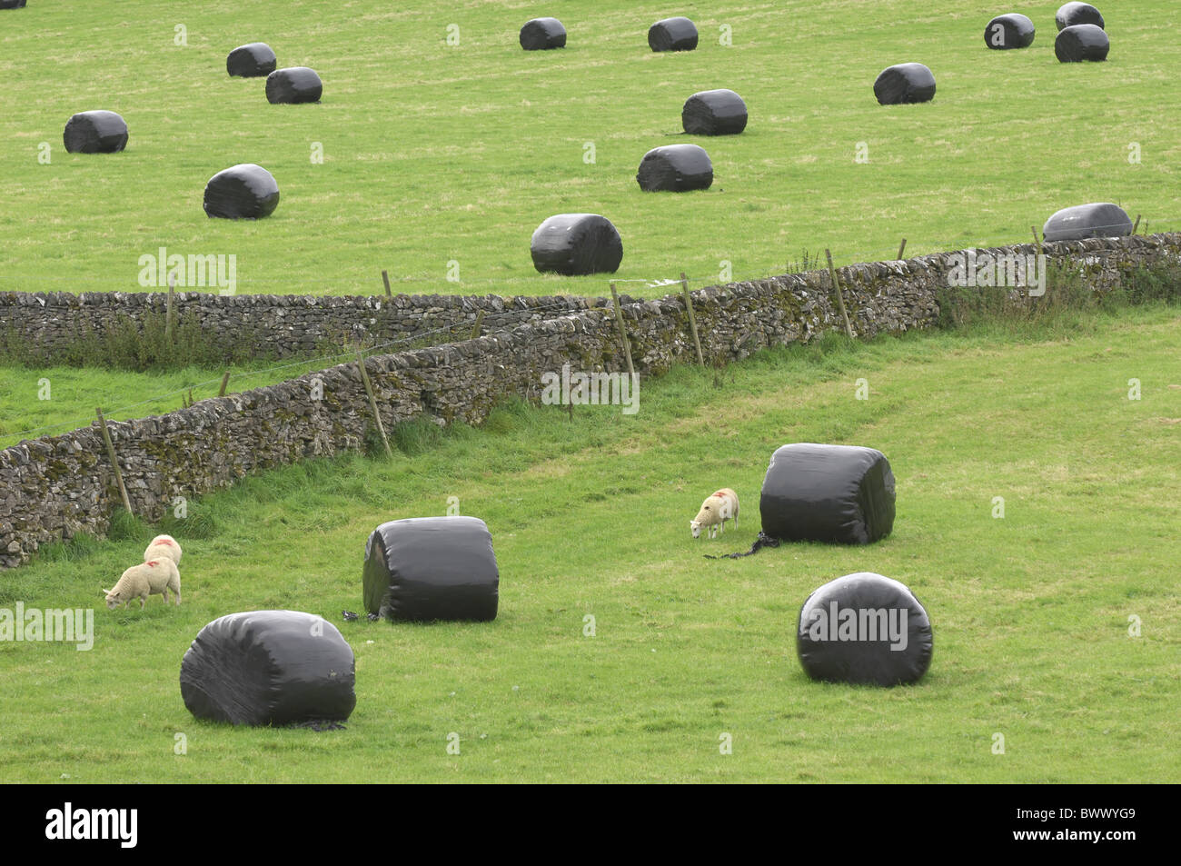 Big bale silage sheep stone walls Lancashire Slaidburn. farm farms ...