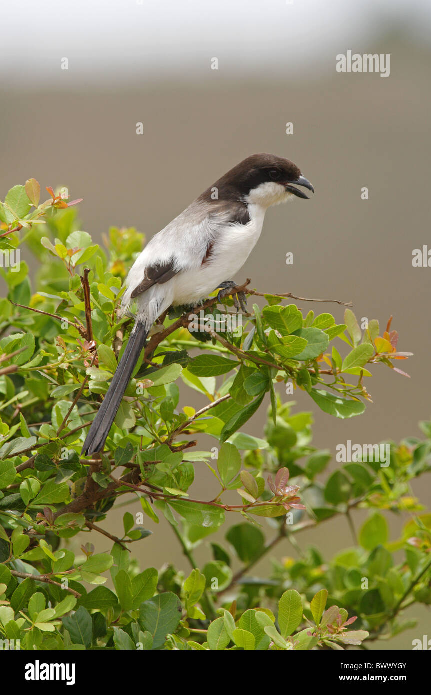 Taita Fiscal (Lanius dorsalis) adult female, calling, perched in bush ...
