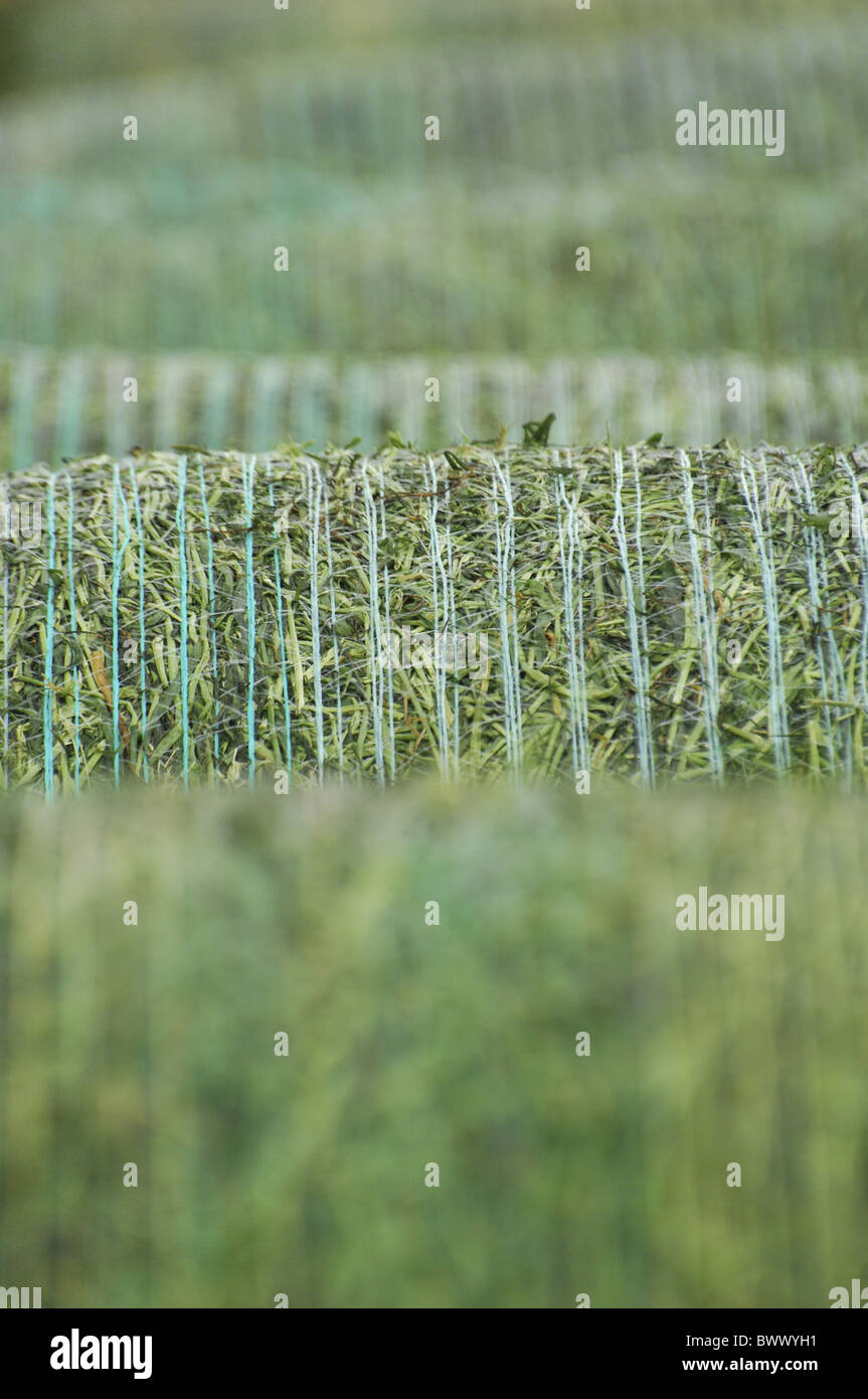 Silage bales wrapped in netting hi-res stock photography and images - Alamy