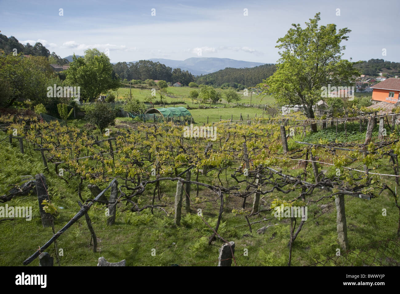 Vigo spring wine grapes vineyard view Galicia Spain farm farms farming ...