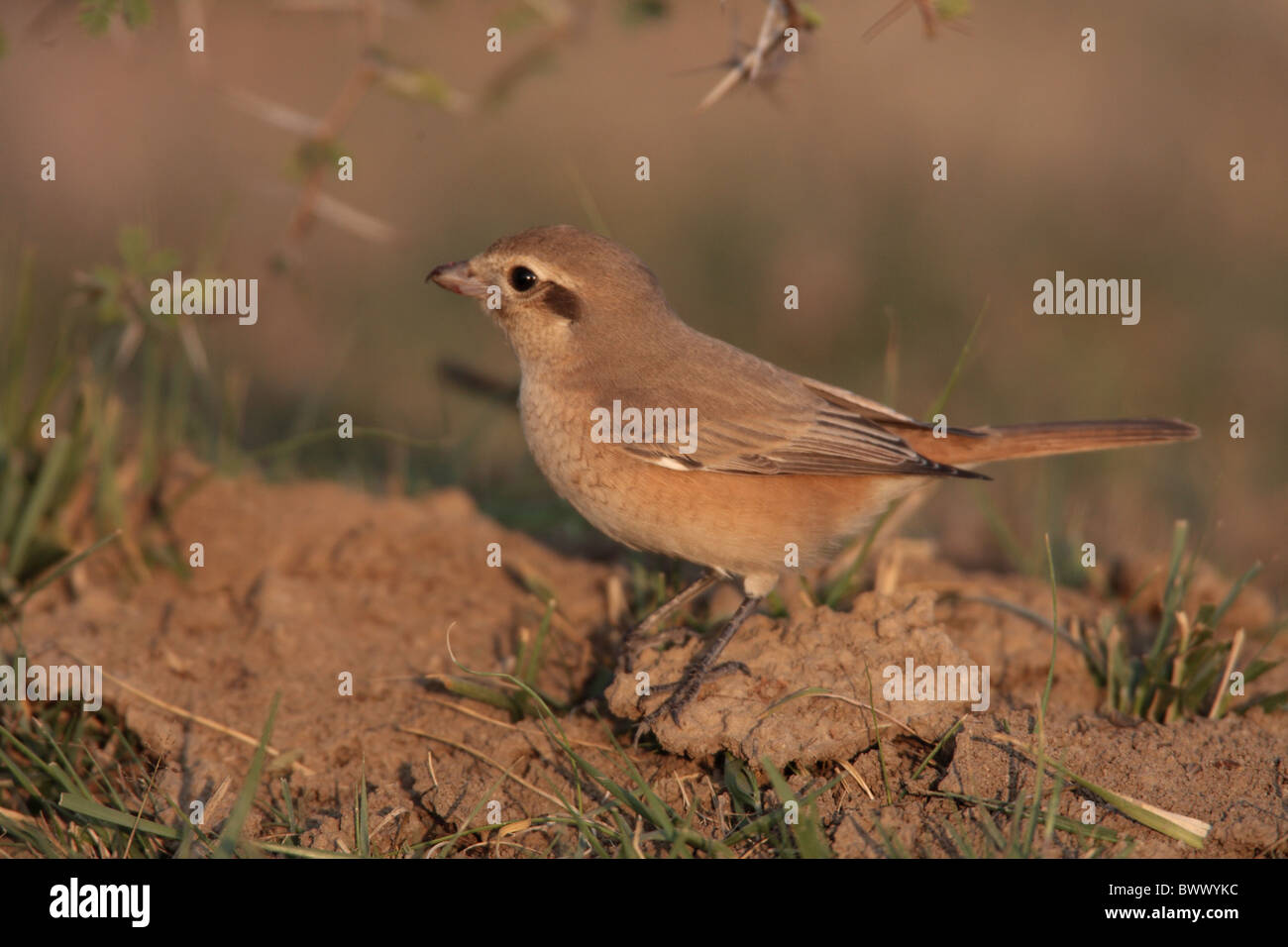 Isabelline Shrike (Lanius isabellinus) juvenile, foraging on ground ...
