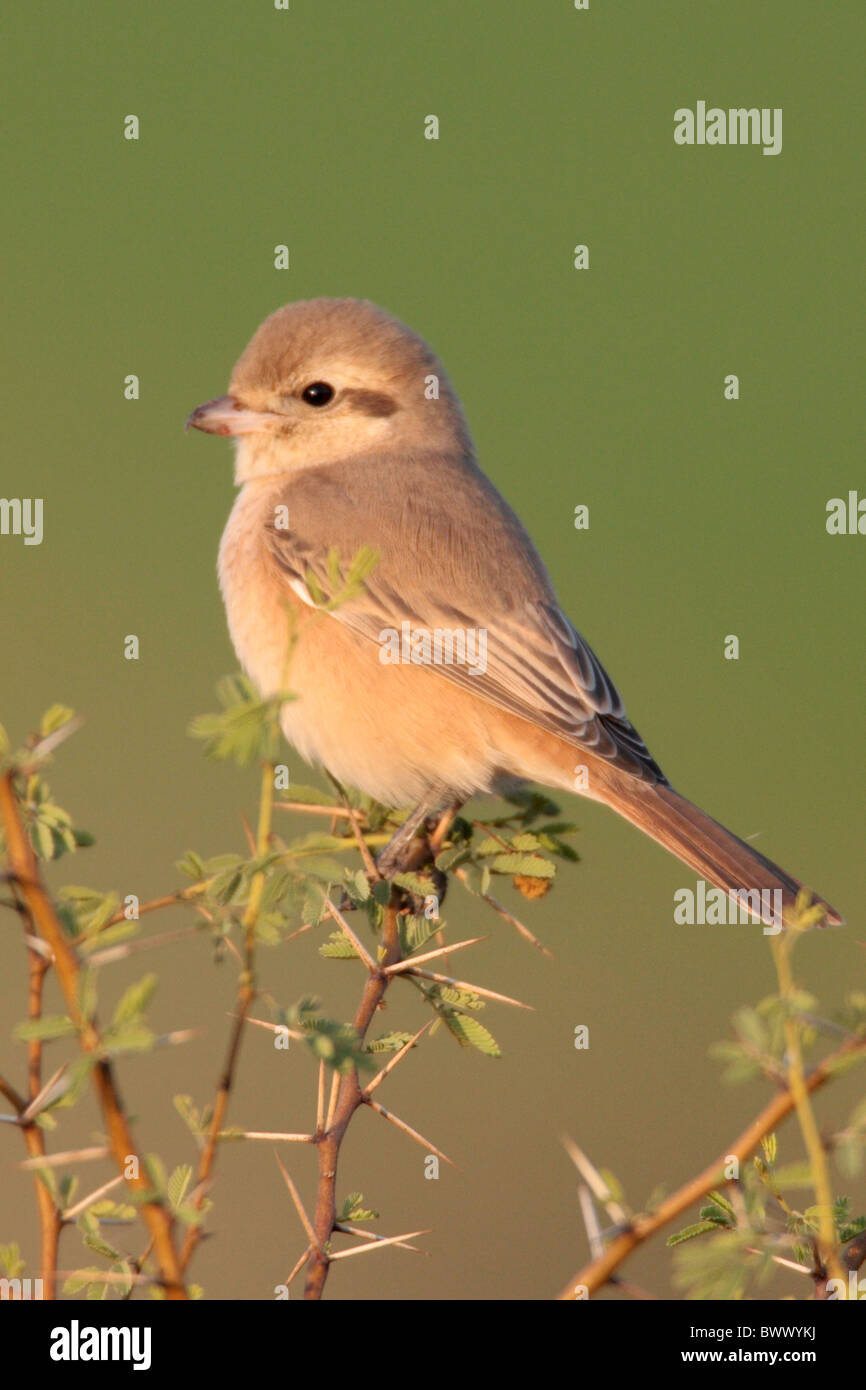 Isabelline Shrike (Lanius isabellinus) juvenile, perched in thorn bush ...