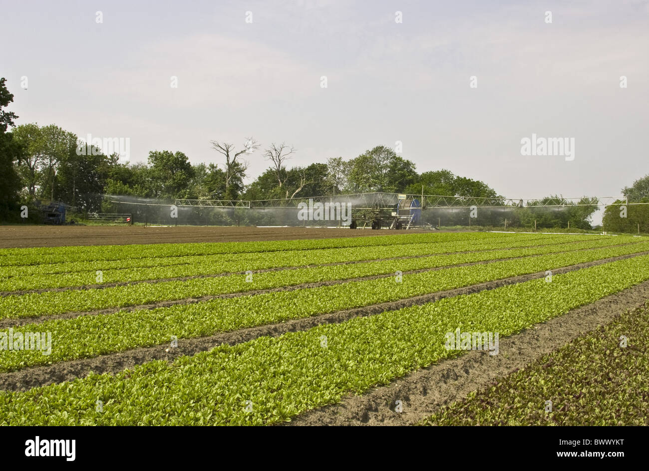 Irrigate Irrigation Irrigates Water Watering Agriculture Agricultural ...