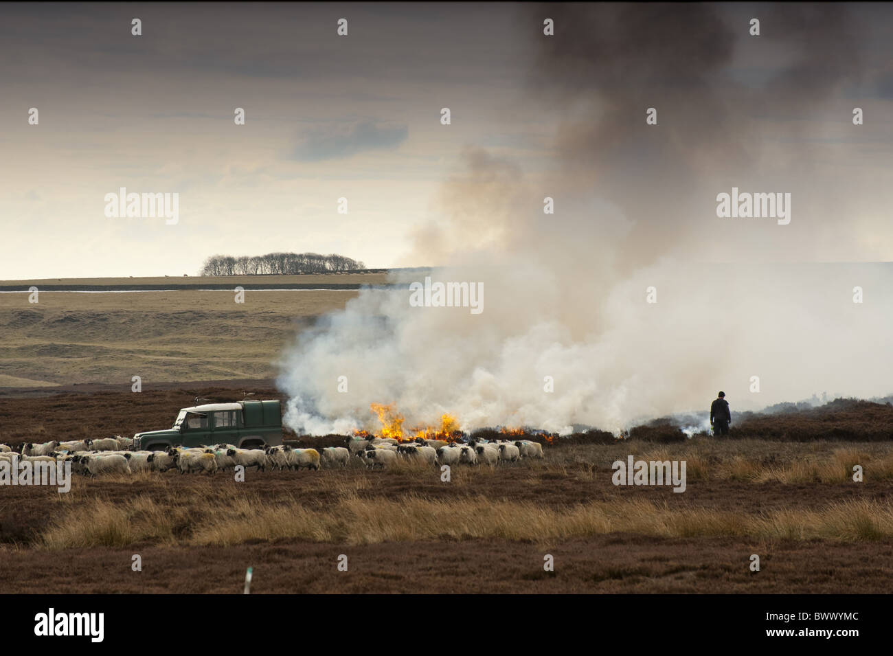 Burning heather grouse moor with sheep flock Stock Photo - Alamy