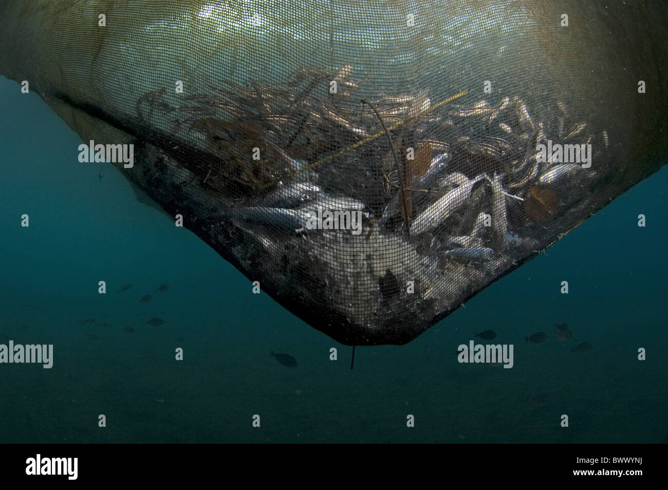 Underwater Marine Sea Diving Muck Retak Larry Lembeh Sulawesi Indonesia ...