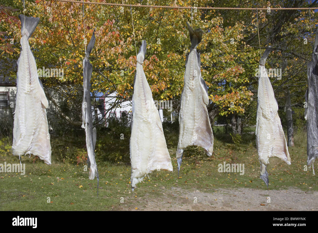 Cod drying lines garden fisherman Nova Scotia Stock Photo - Alamy